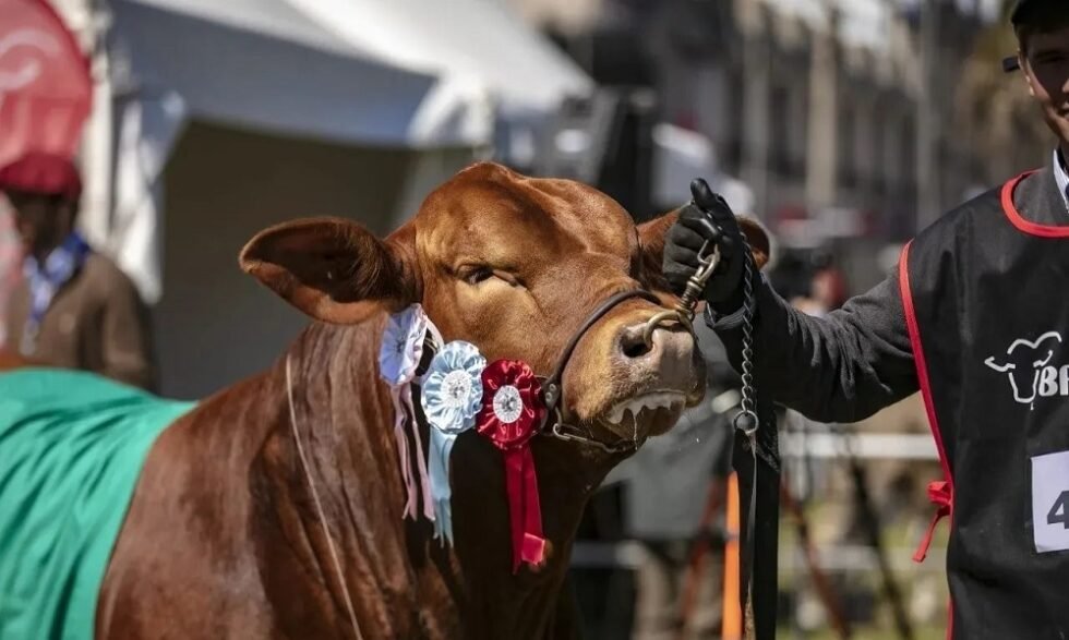 UTU y la Sociedad de Criadores Brangus firmaron convenio de cooperación ...