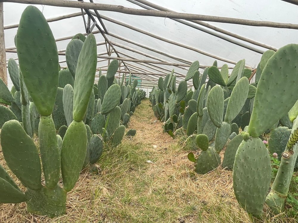 Lavalleja. Productor incluye nopales como posible herramienta para ...