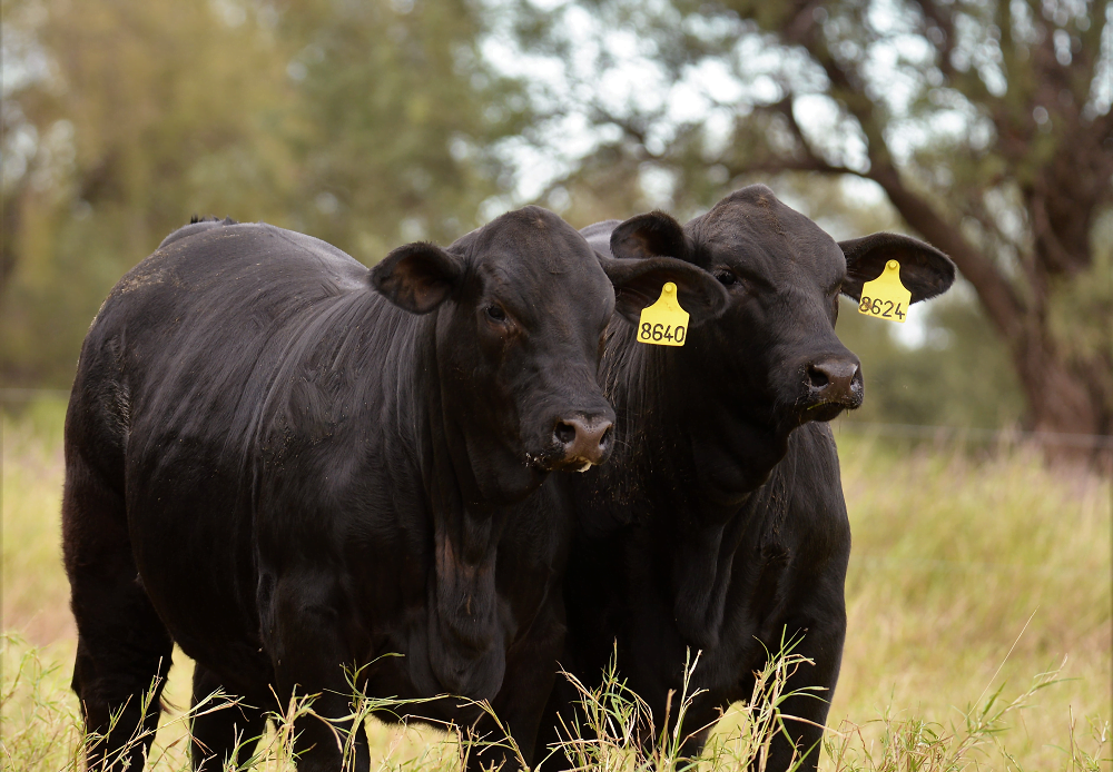 Argentina. Fue presentado el Congreso Mundial Brangus que será el abril ...
