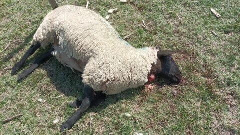Perros matan oveja Suffok campeona Expo Prado 2022. - Todo El Campo