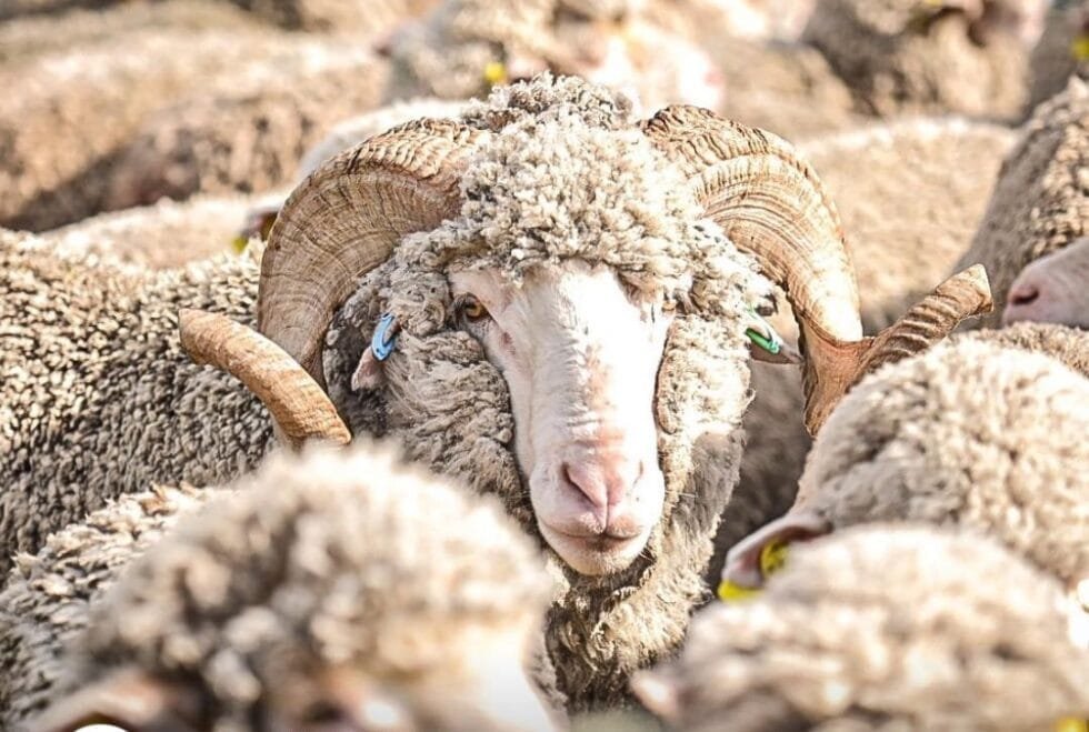 La Sociedad de Criadores de Merino espera que la zafra ovina tenga ...
