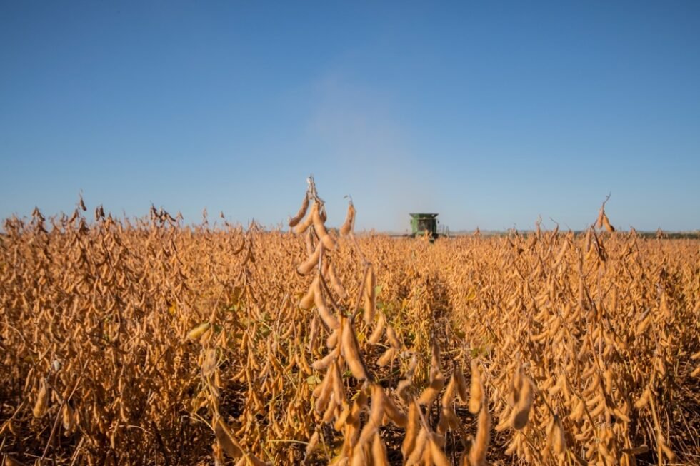 ADP presentó las nuevas variedades de soja Stine. | Todo El Campo
